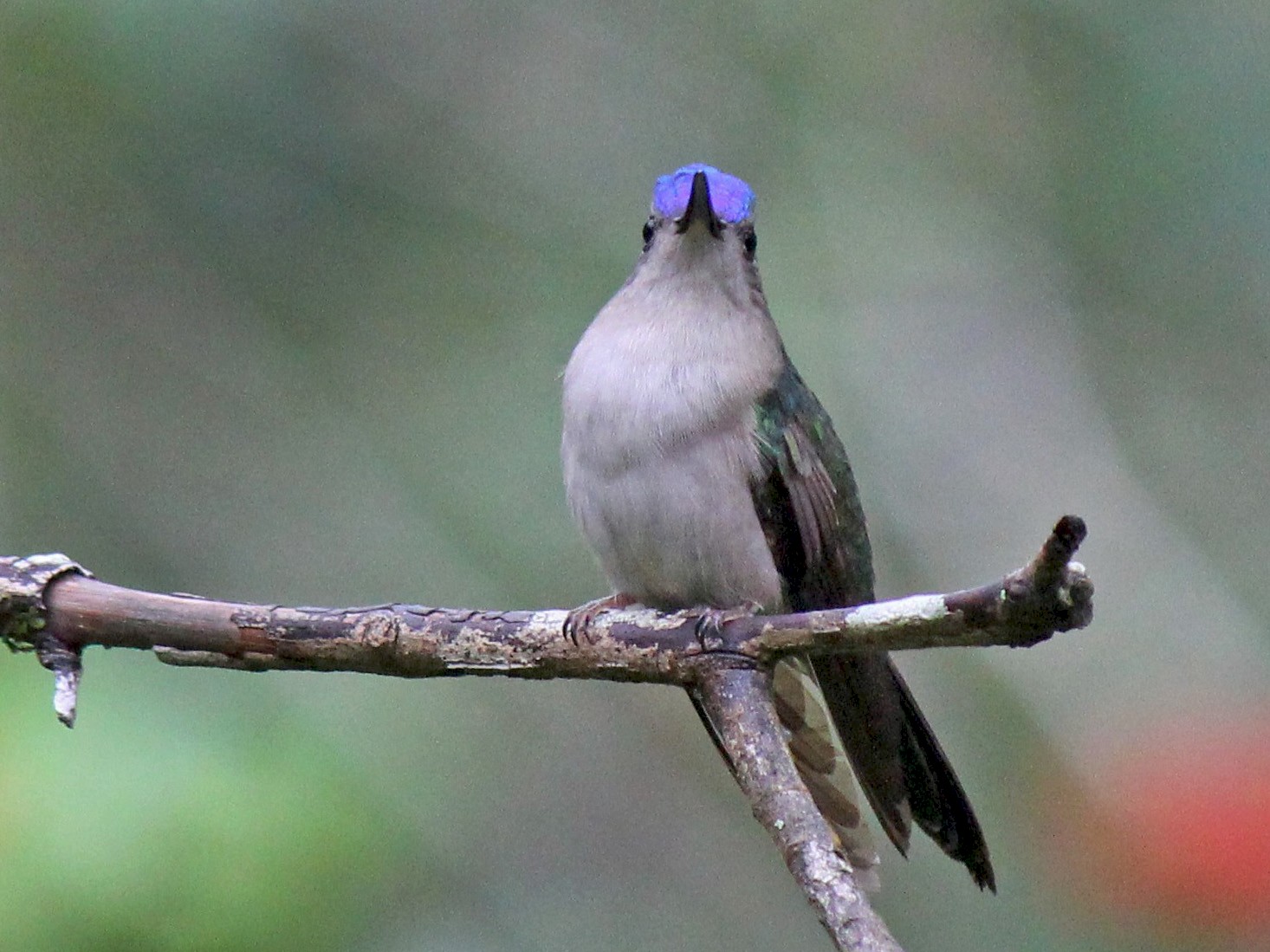 Wedge-tailed Sabrewing - eBird
