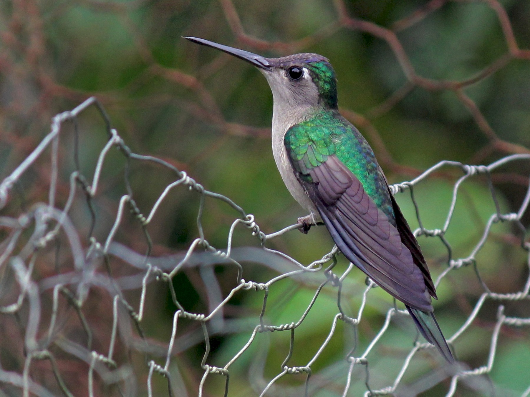 Wedge-tailed Sabrewing - eBird