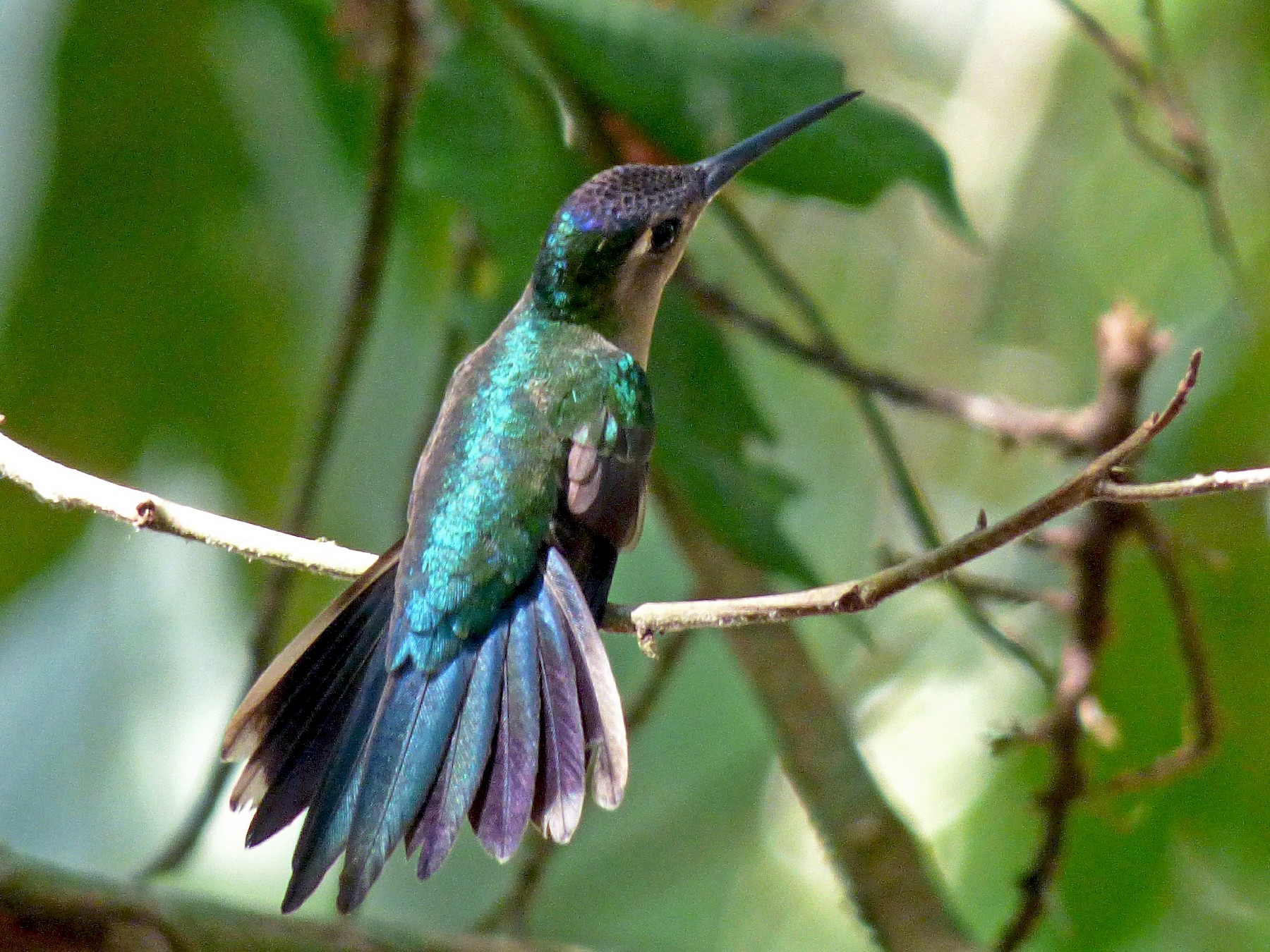 Wedge-tailed Sabrewing - eBird