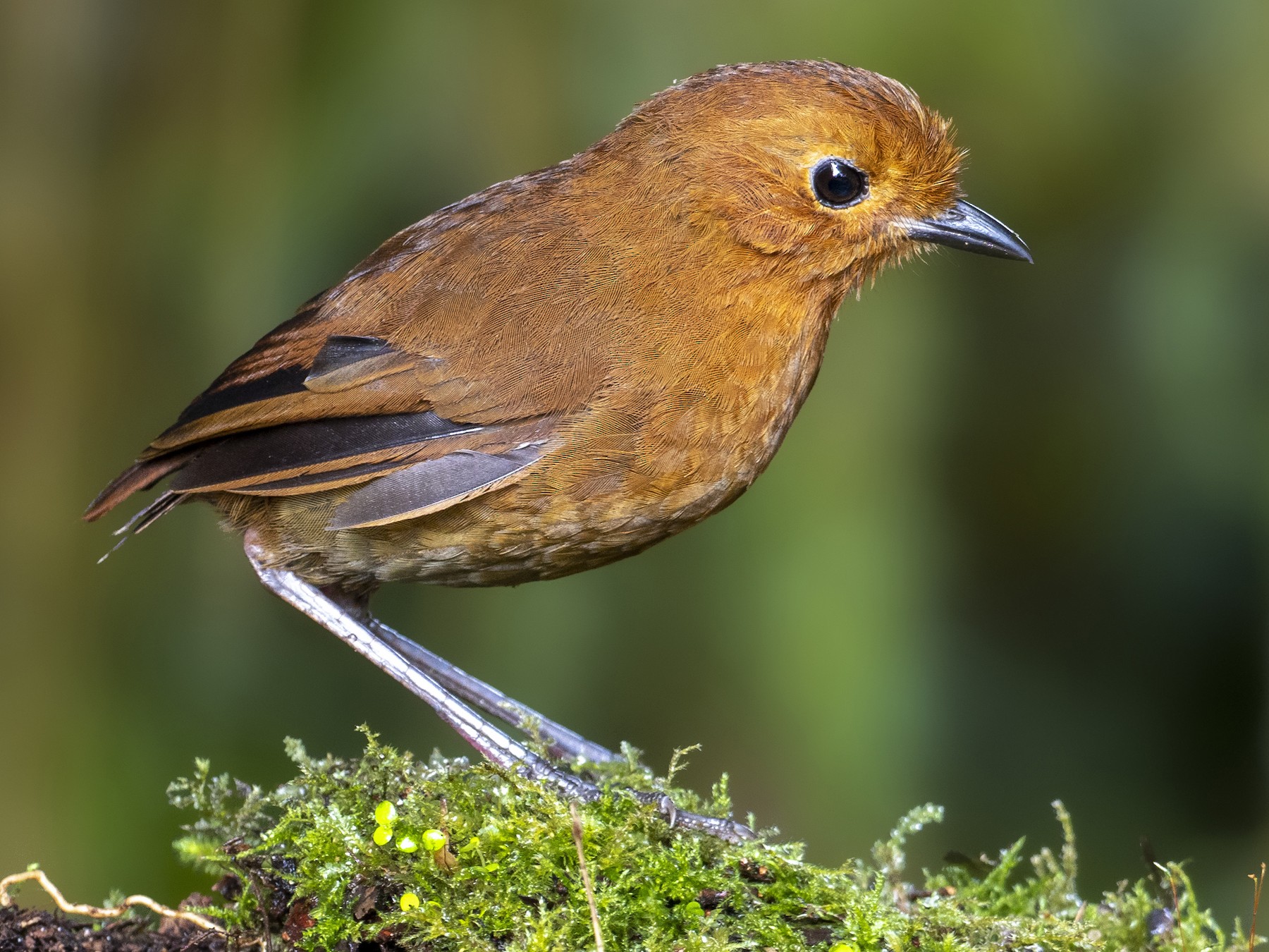 Equatorial Antpitta - eBird