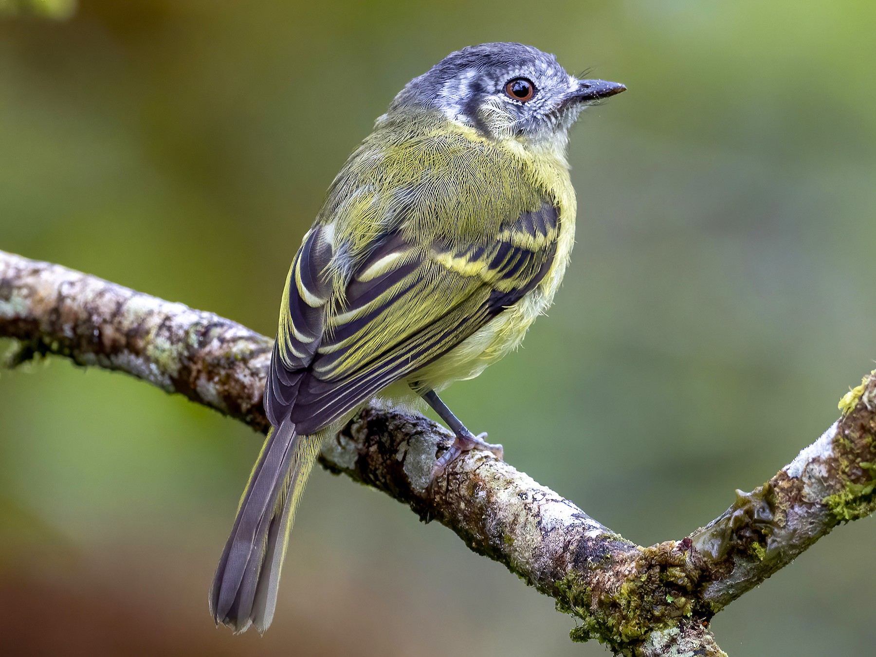 Marble-faced Bristle-Tyrant - eBird