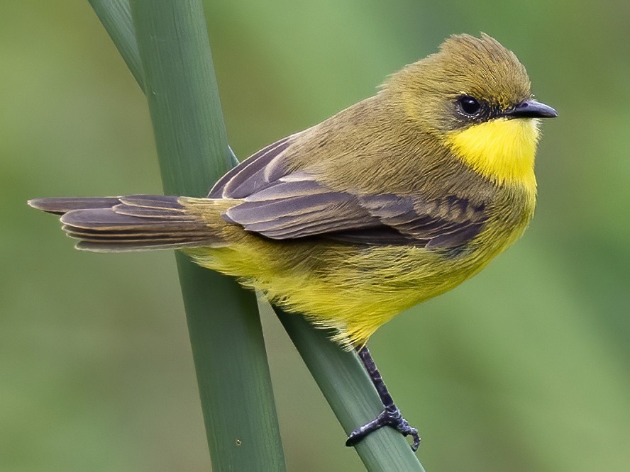 Doradito Oliváceo - eBird