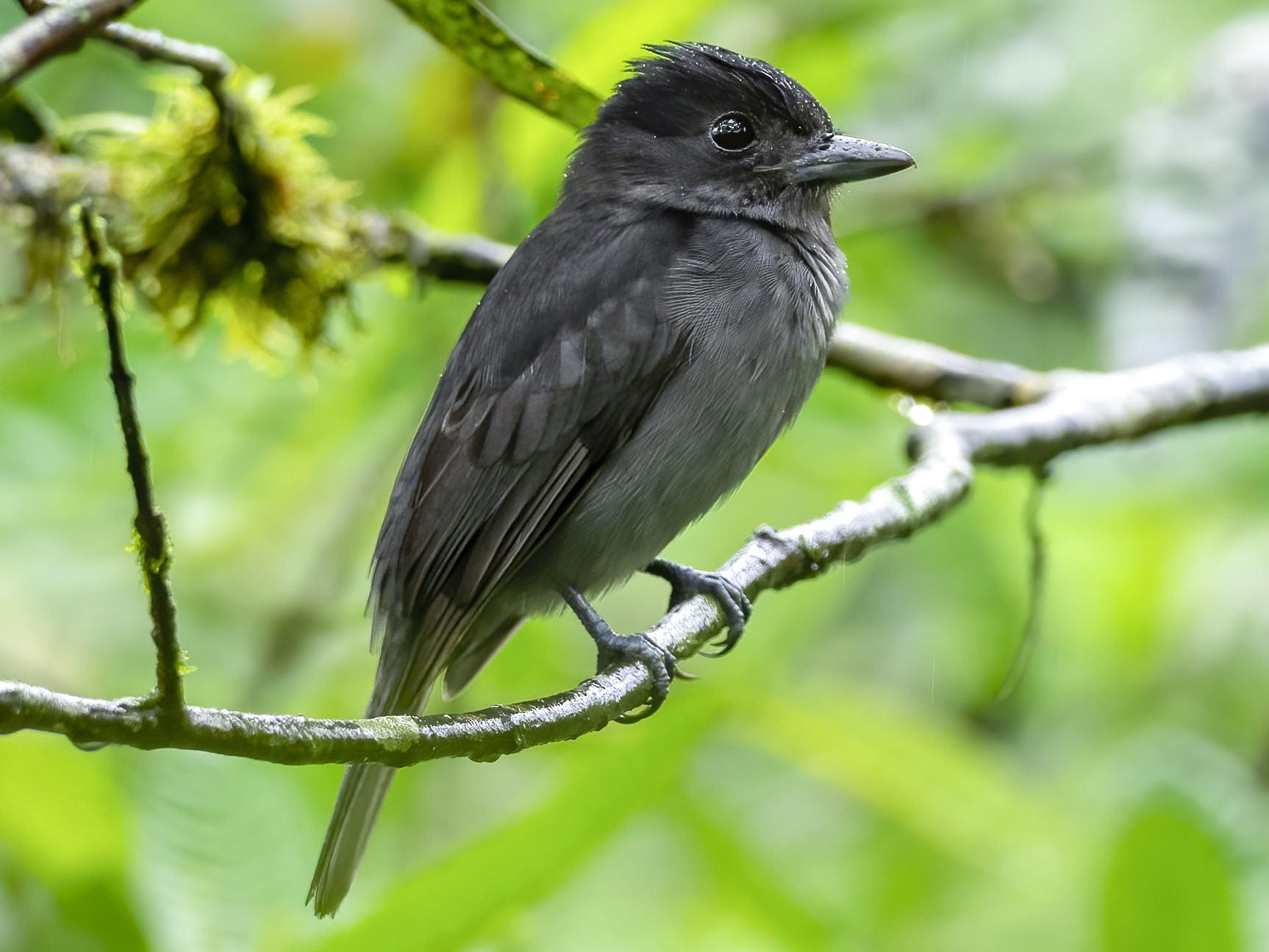One-colored Becard - eBird
