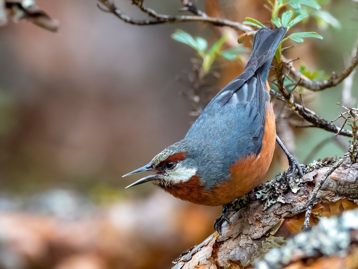 Giant Conebill - Conirostrum binghami - Birds of the World