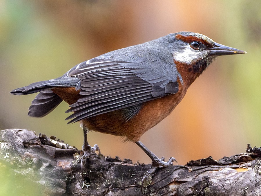 Giant Conebill - eBird
