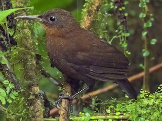 Dusky Leaftosser - eBird