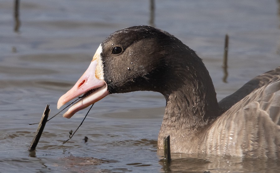 Greater White-fronted Goose (Tule) - eBird