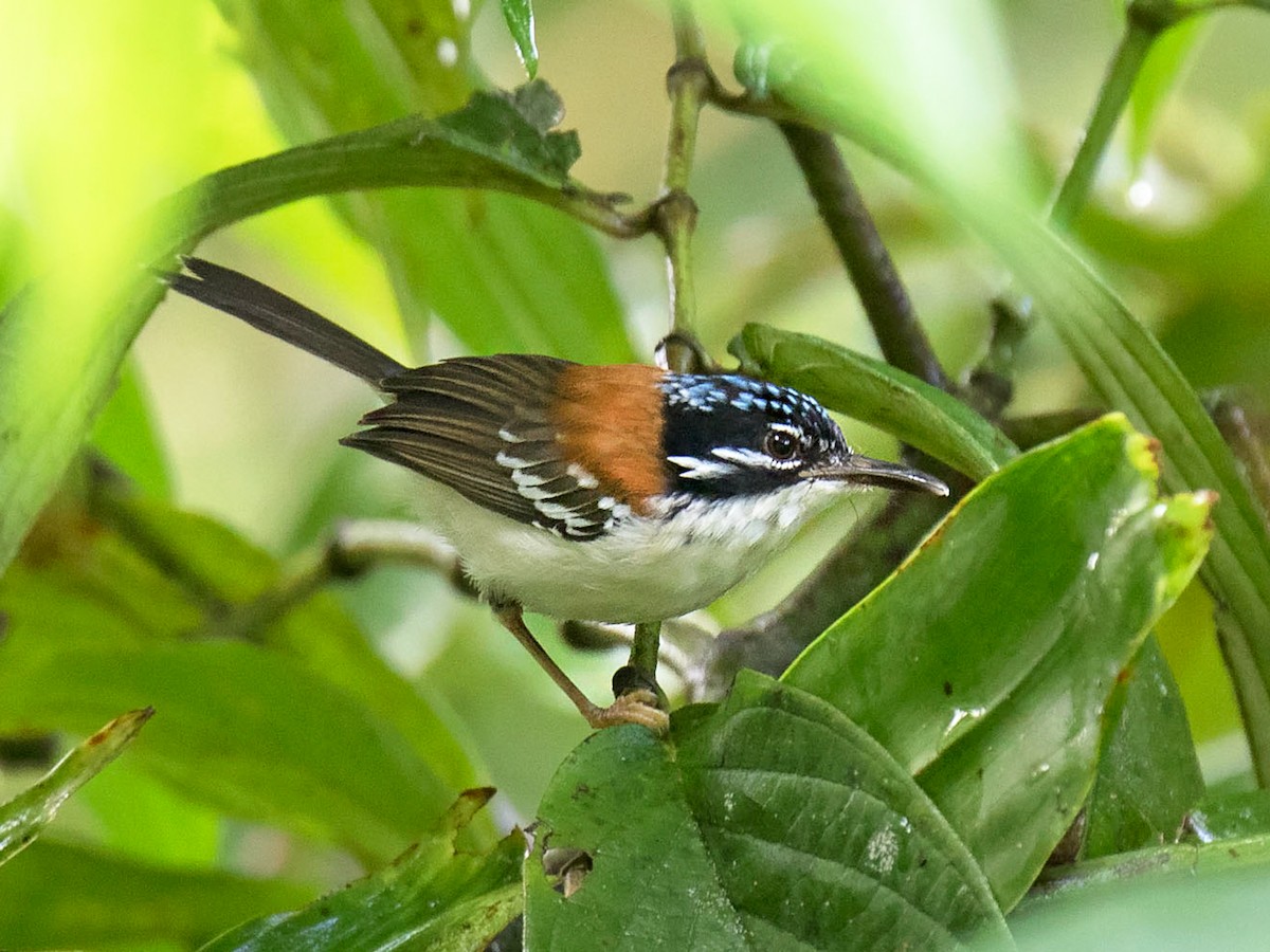 Wallace's Fairywren - Sipodotus wallacii - Birds of the World