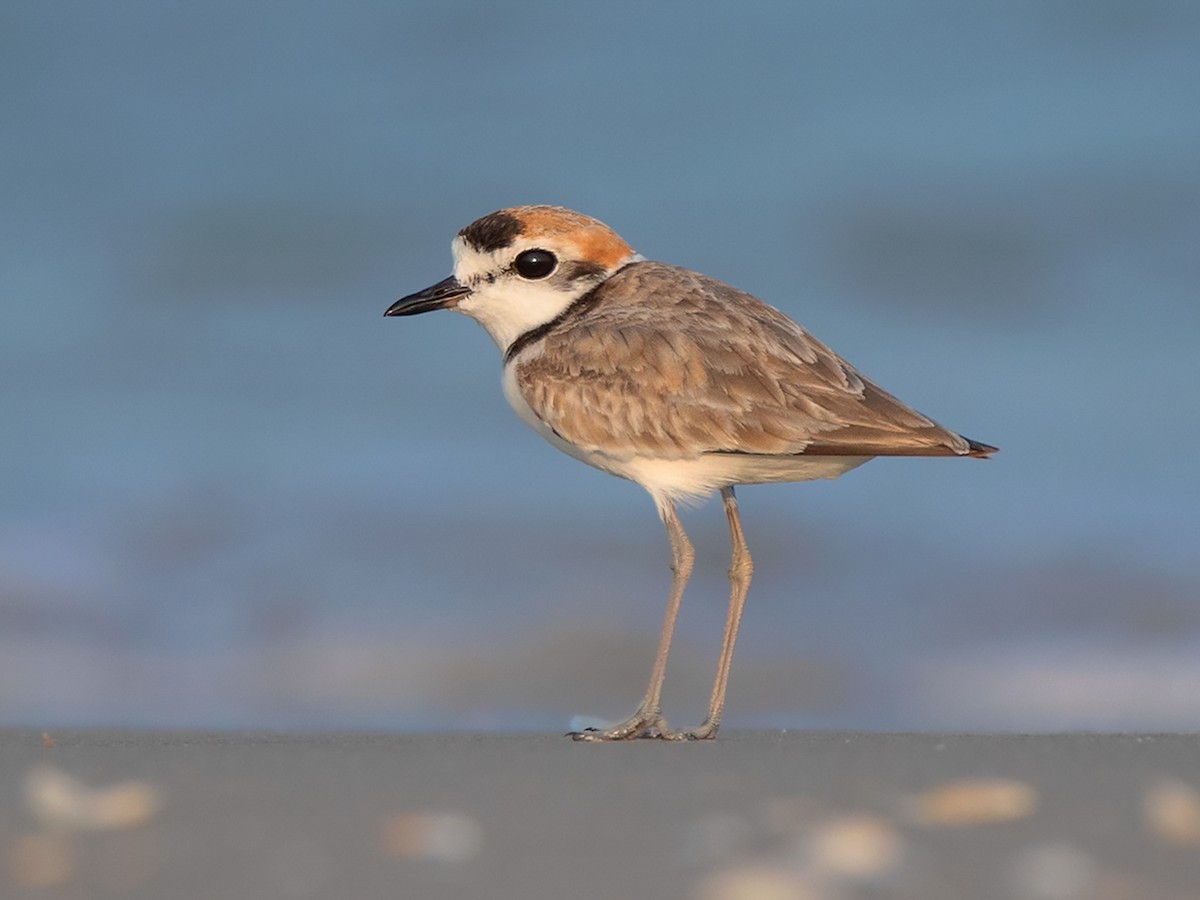 Malaysian Plover - Anarhynchus peronii - Birds of the World