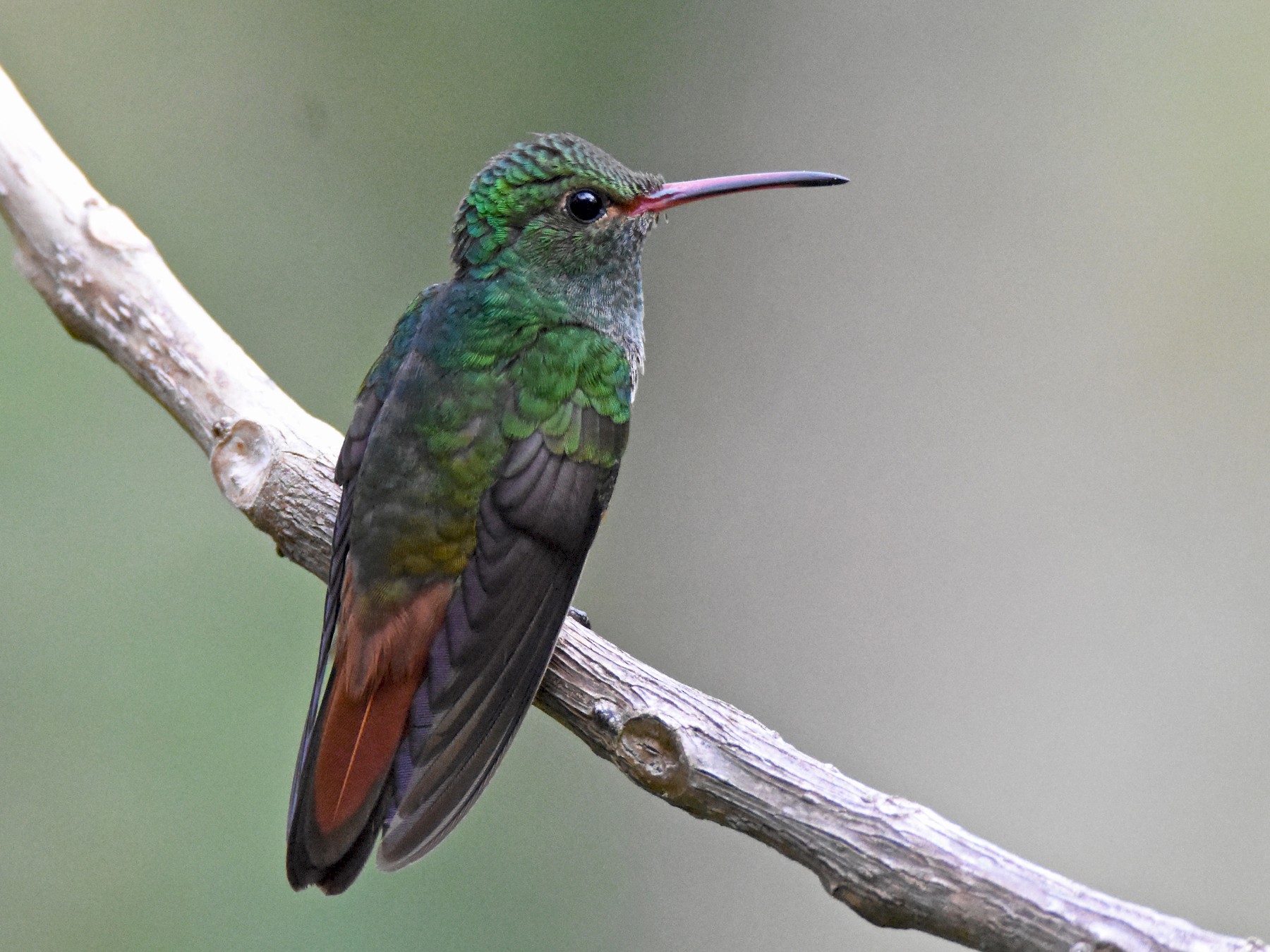 Rufous-tailed Hummingbird - eBird