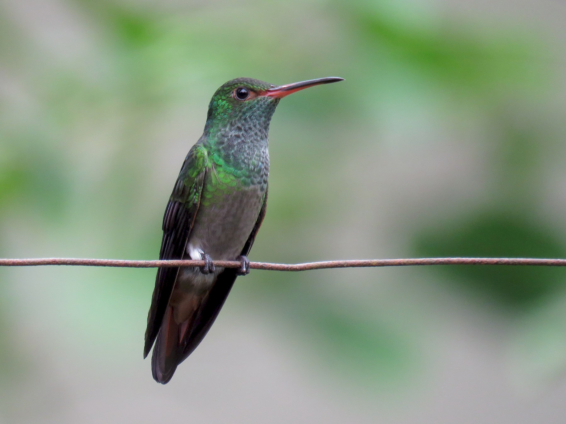 Rufous-tailed Hummingbird - eBird