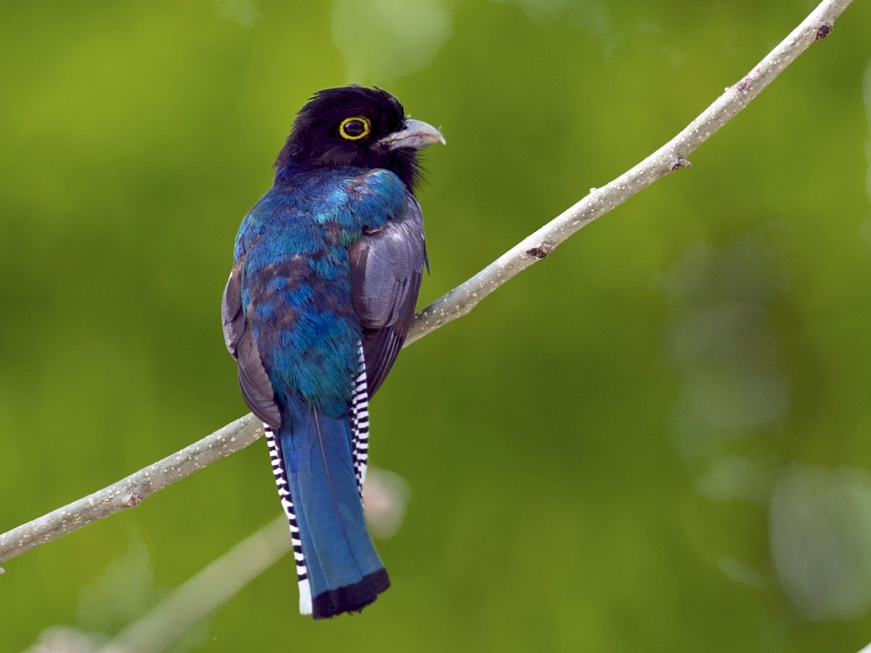 Gartered Trogon - eBird