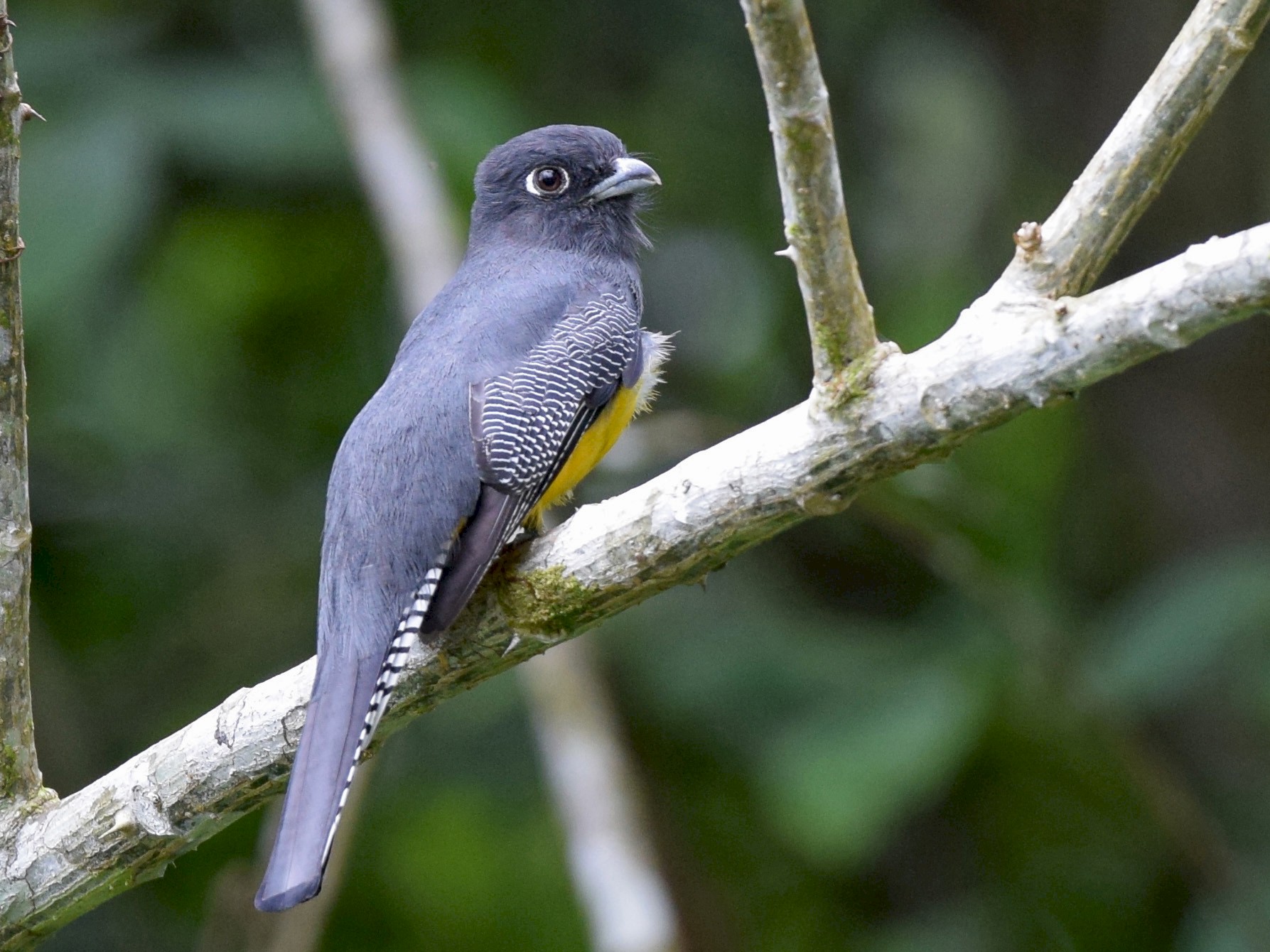 Gartered Trogon - eBird
