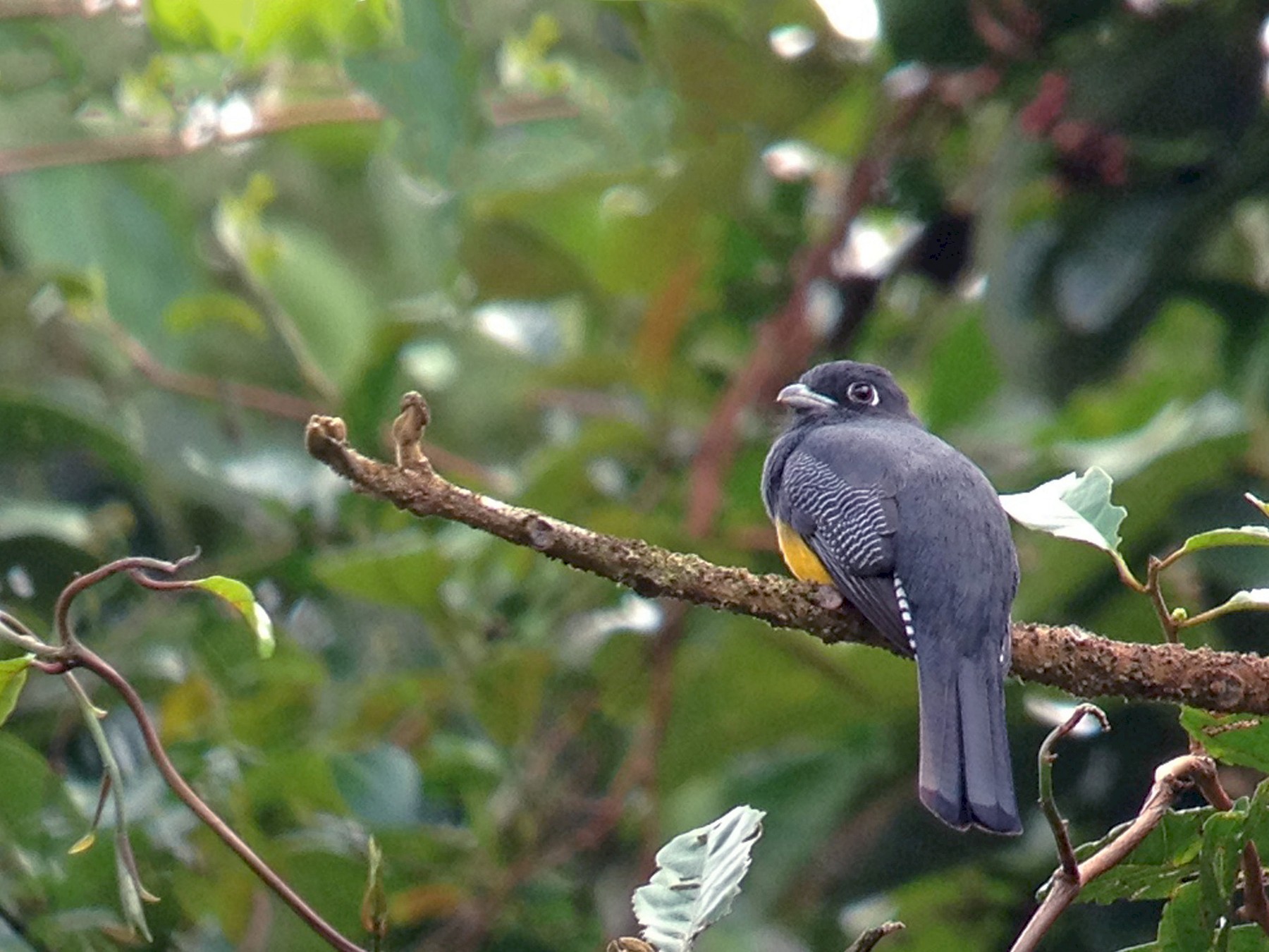 Gartered Trogon - eBird
