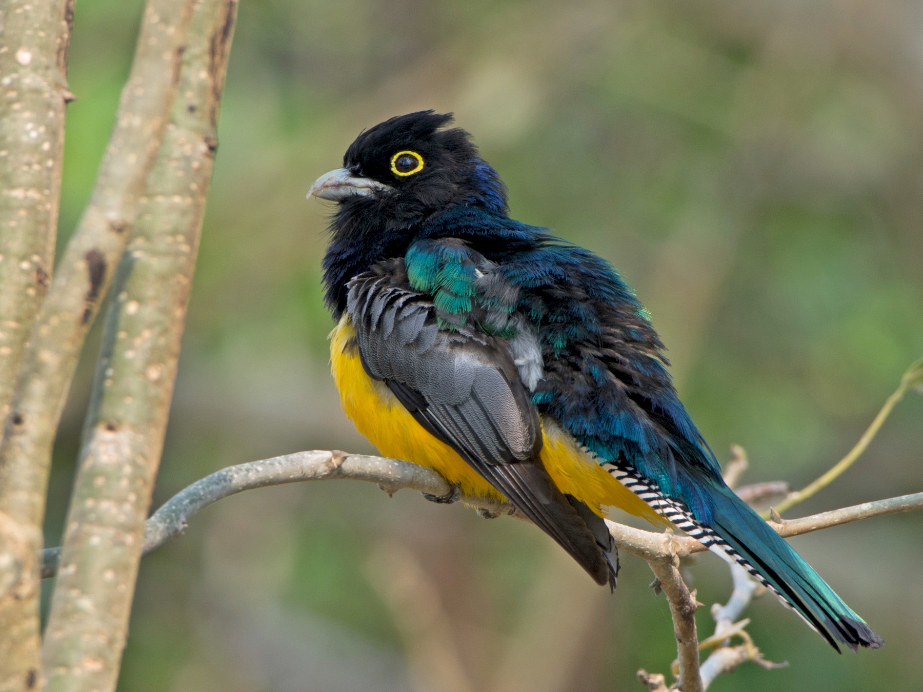 Gartered Trogon - eBird