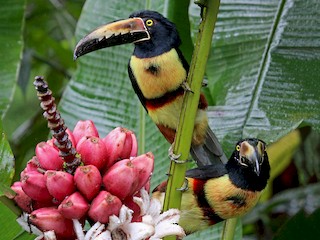 Collared Aracari - eBird