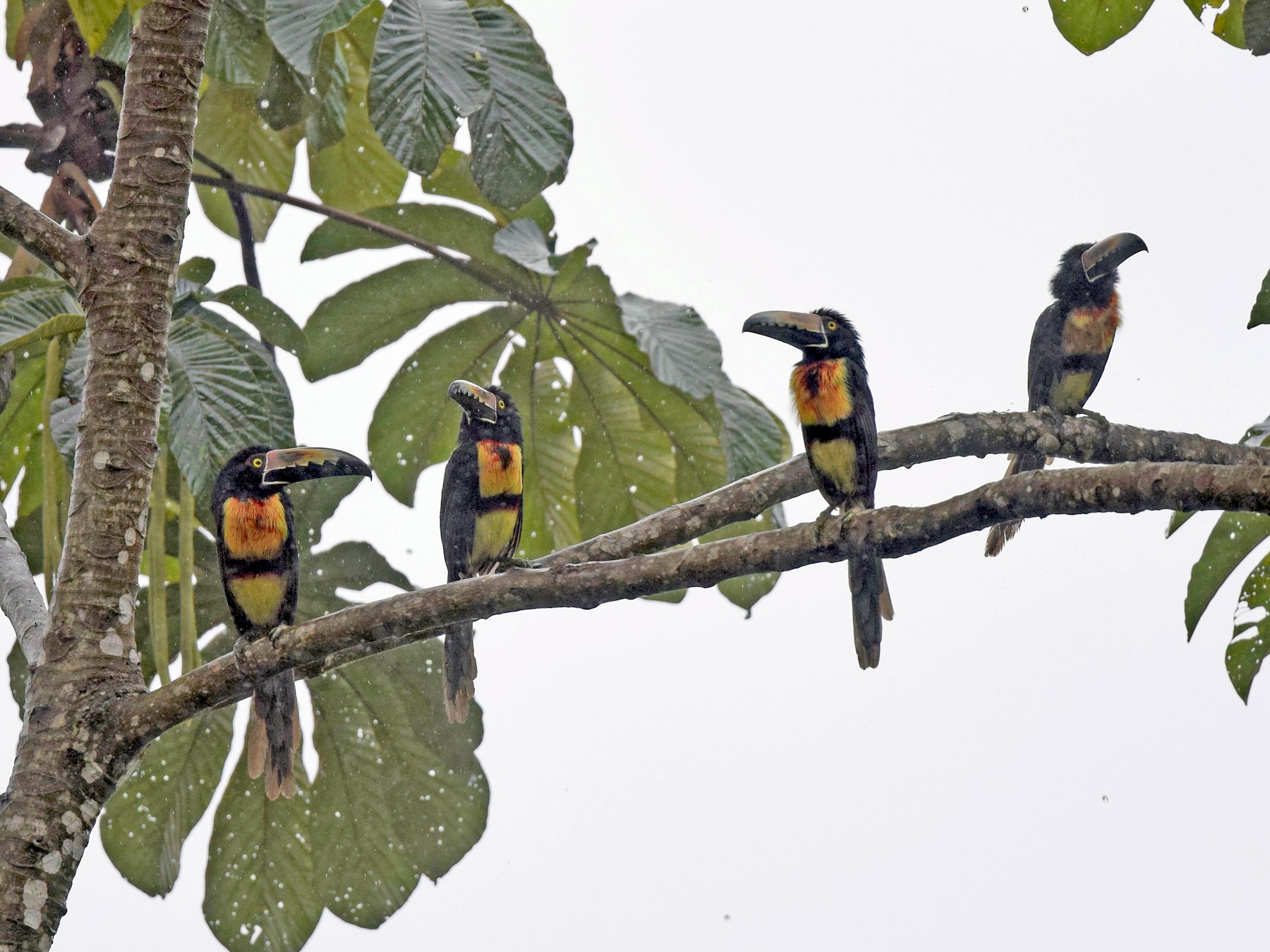 Collared Aracari - eBird