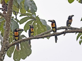 Collared Aracari - eBird