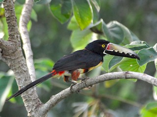 Collared/Pale-mandibled Aracari - eBird