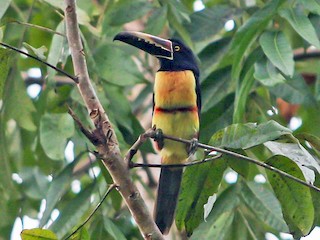 Collared Aracari - eBird