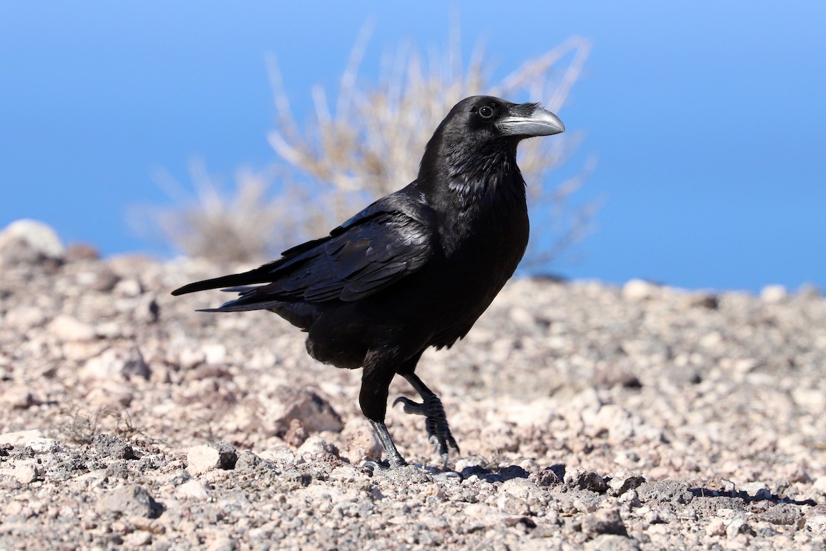 Common Raven - Corvus corax - Media Search - Macaulay Library and eBird