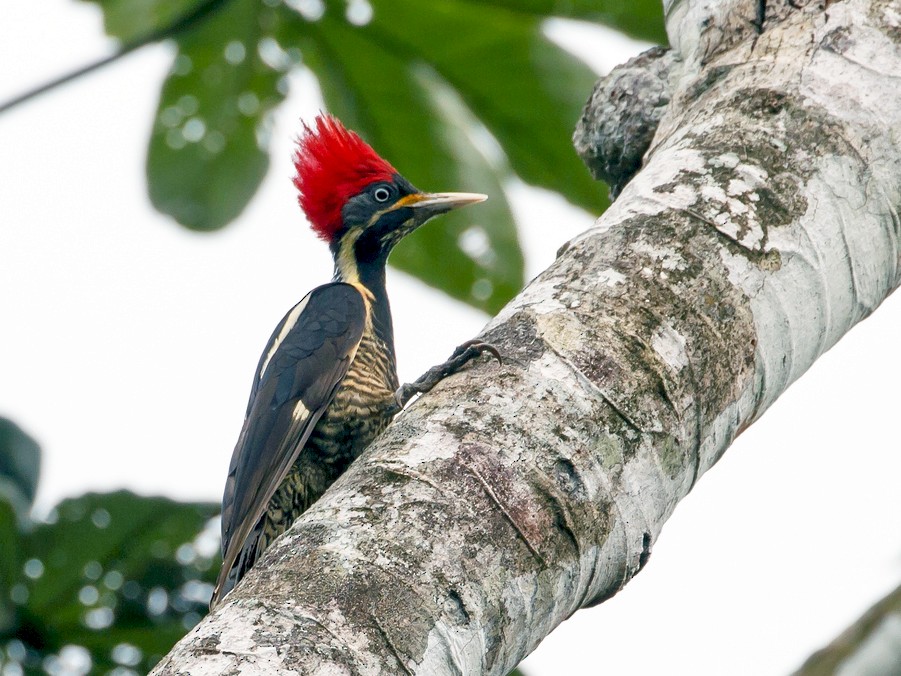 Lineated Woodpecker - eBird