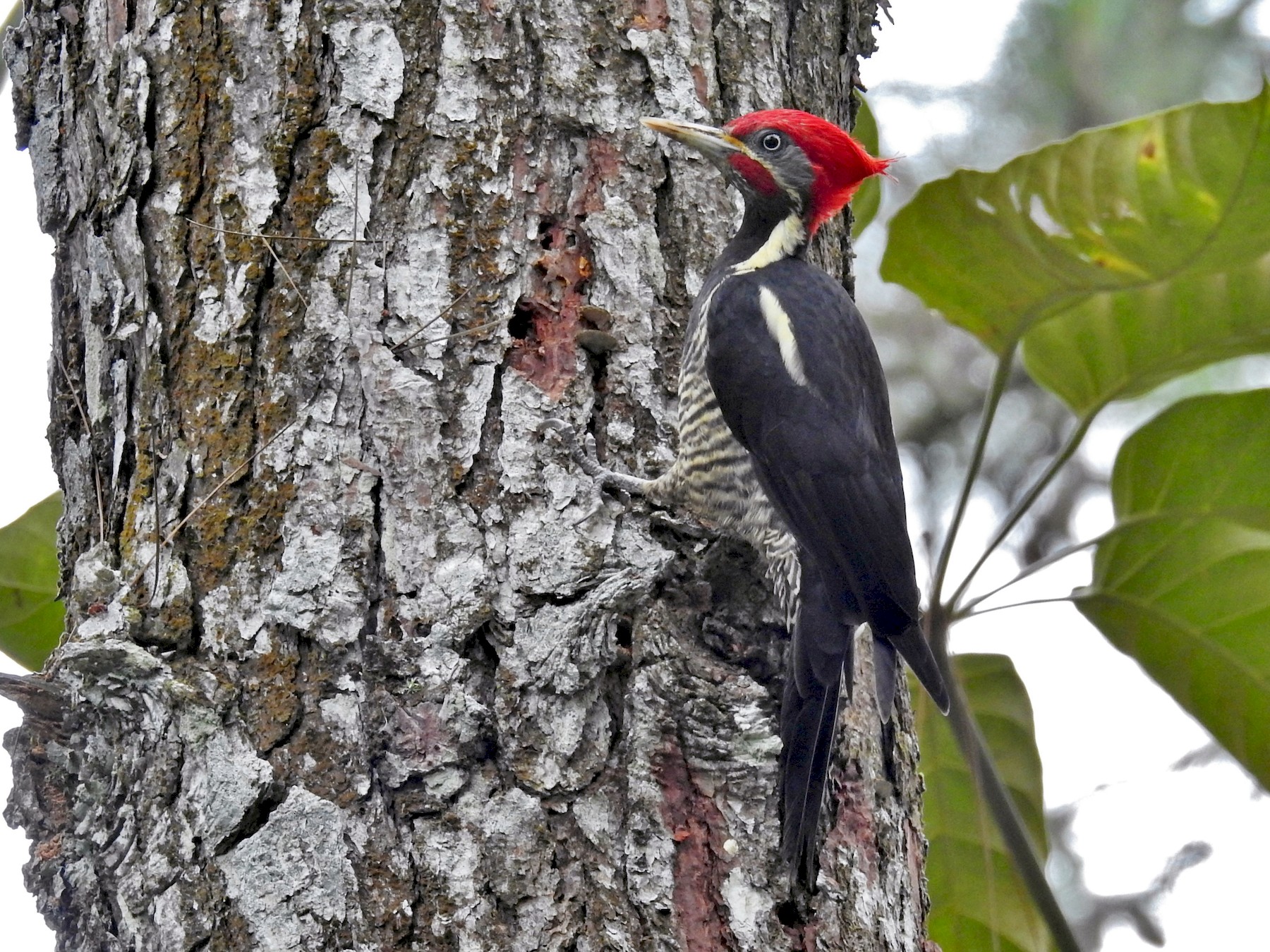 Carpintero Lineado - eBird