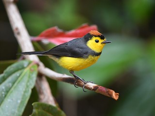 Collared Redstart - Myioborus torquatus - Birds of the World
