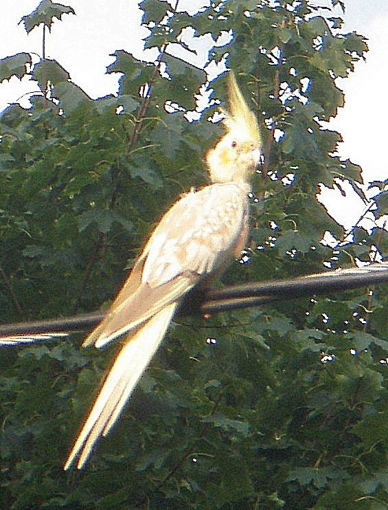 eBird Checklist - 10 Aug 2009 - Backyard - 1 species