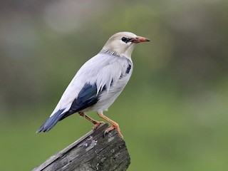 Red-billed Starling - Spodiopsar sericeus - Birds of the World