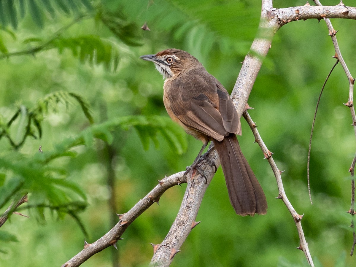 Moustached Grass-Warbler - Melocichla mentalis - Birds of the World