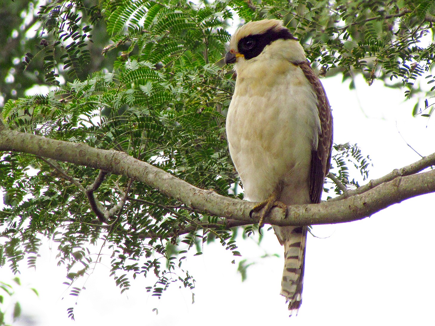 Halcón Guaco - eBird