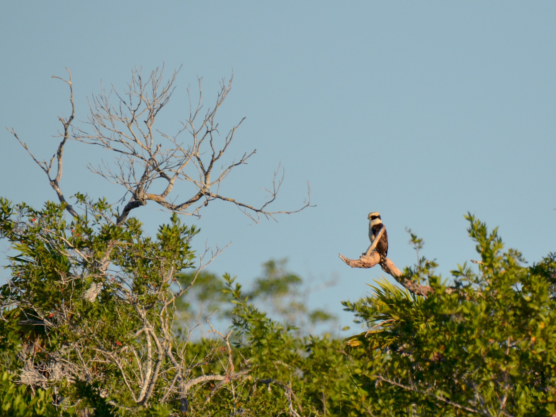 Halcón Guaco - eBird