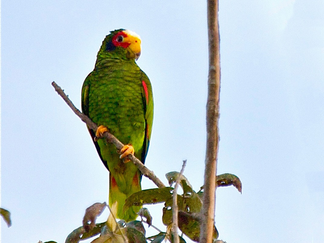 Yellow-lored Amazon - Amazona xantholora - Birds of the World