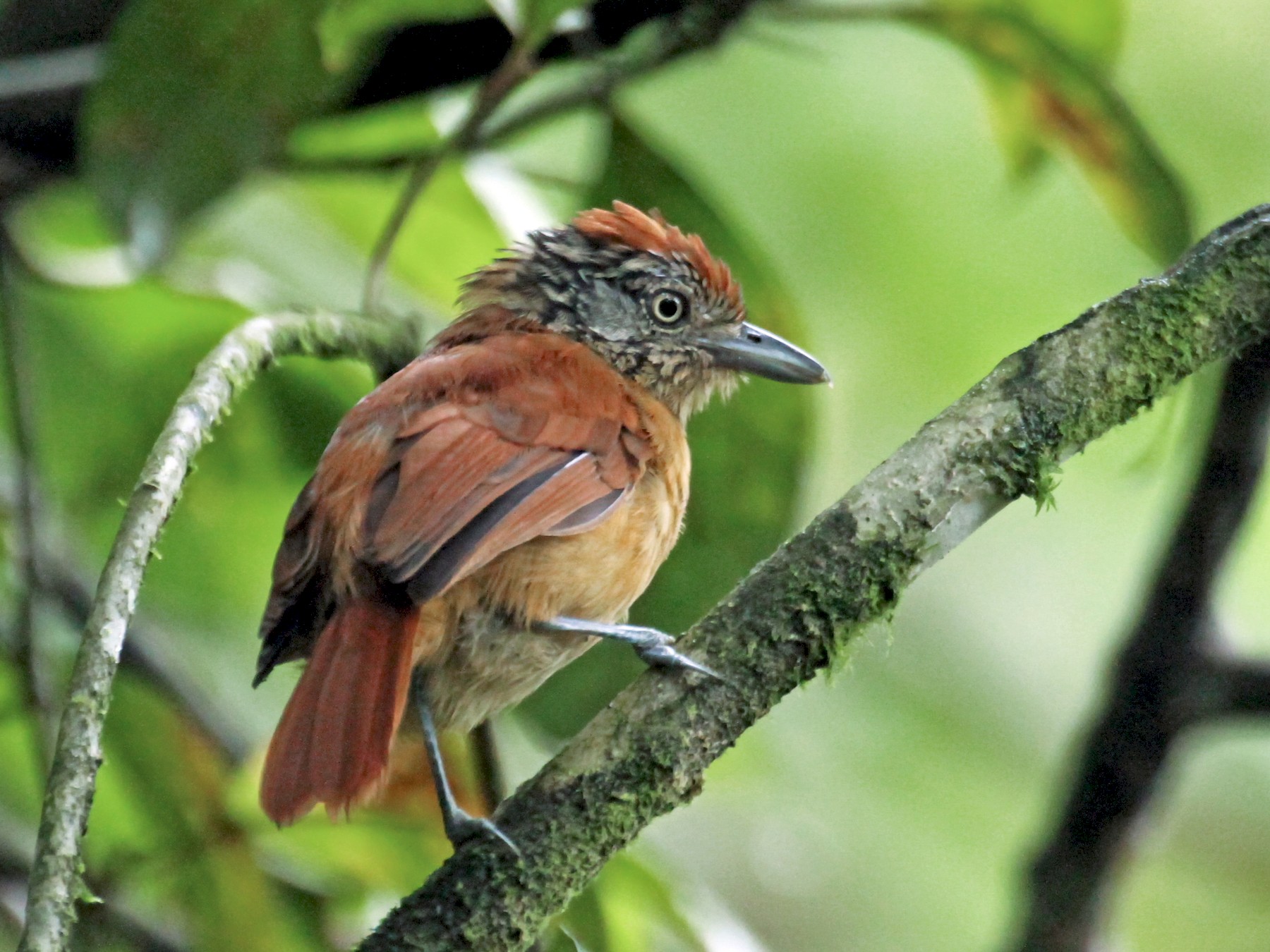 Batará Barrado - eBird