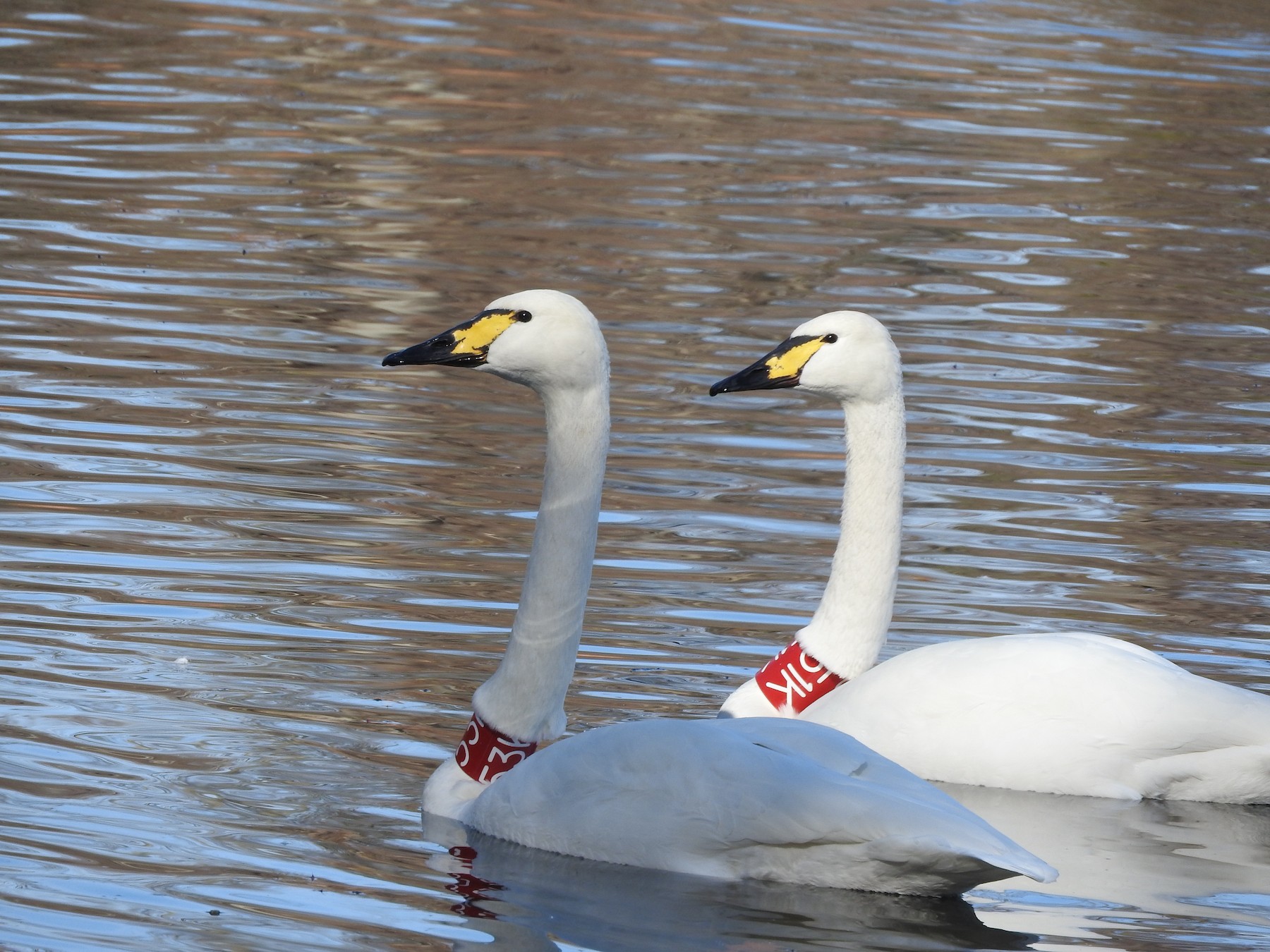 Trumpeter x Whooper Swan (hybrid) - eBird