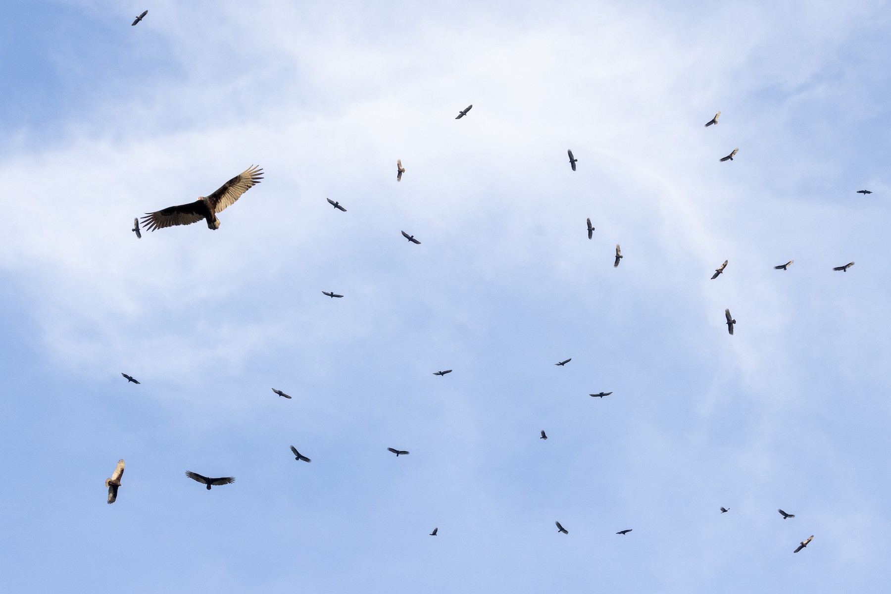 Buitre sp. (Cathartidae sp.) - eBird