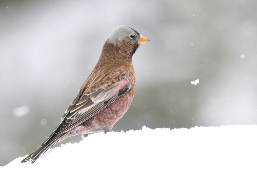 Gray-crowned Rosy-Finch (Hepburn's x Gray-crowned) - eBird