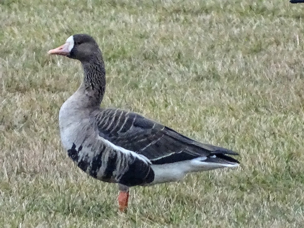 eBird Checklist - 31 Dec 2021 - 9567 Lancaster Road, Hebron, Ohio, US ...