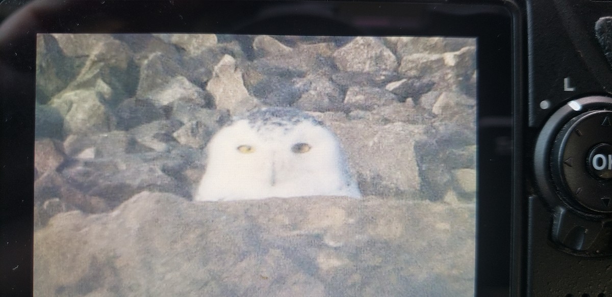 eBird Checklist - 31 Dec 2021 - Clinton Lake--Dam - 5 species