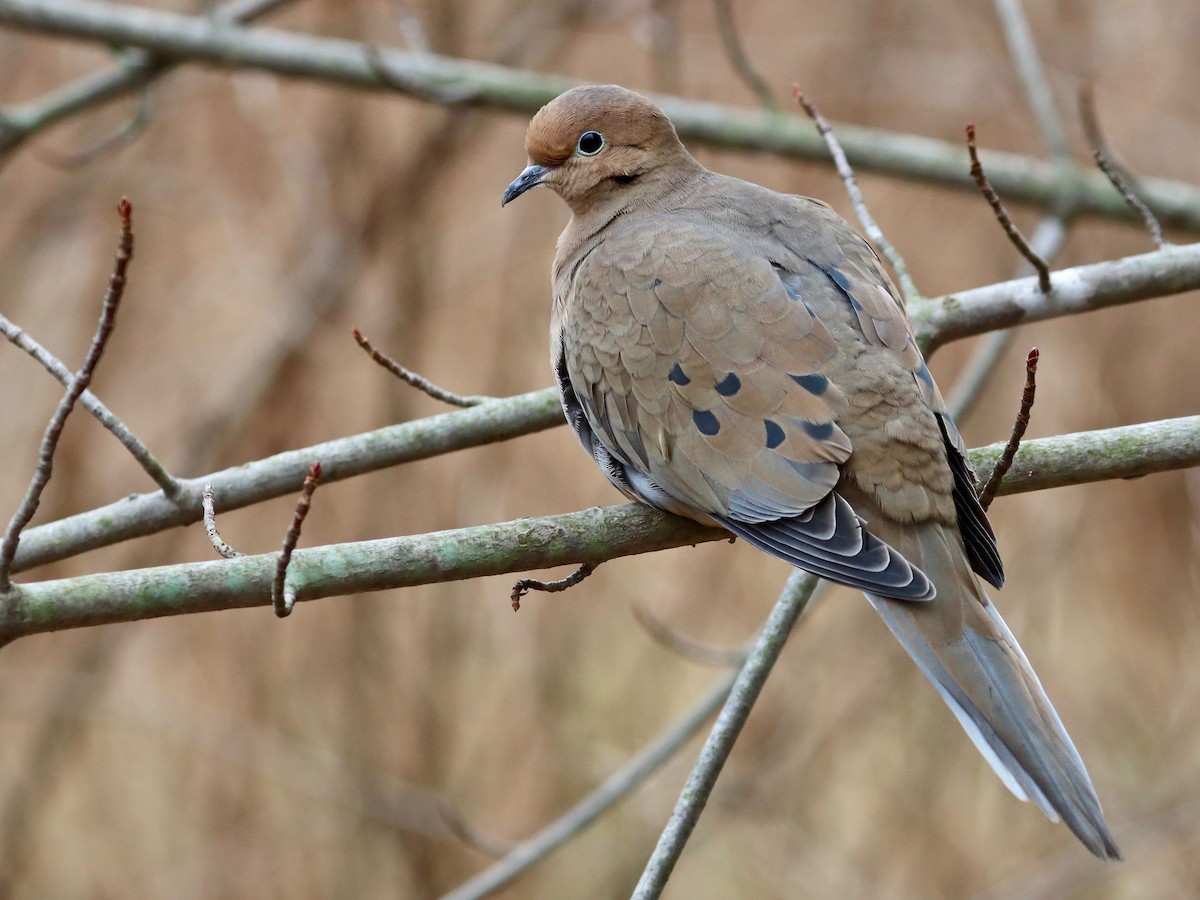 Mourning Dove - Zenaida macroura - Birds of the World