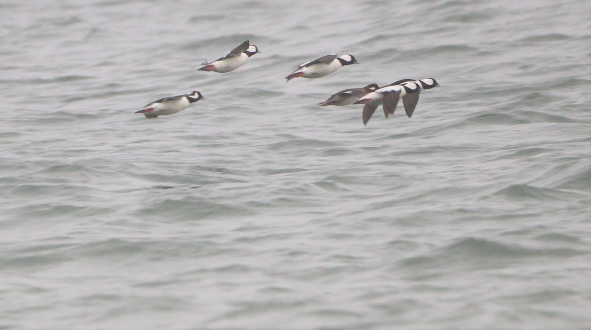 eBird Checklist - 31 Dec 2021 - Breezy Point Tip - 11 species