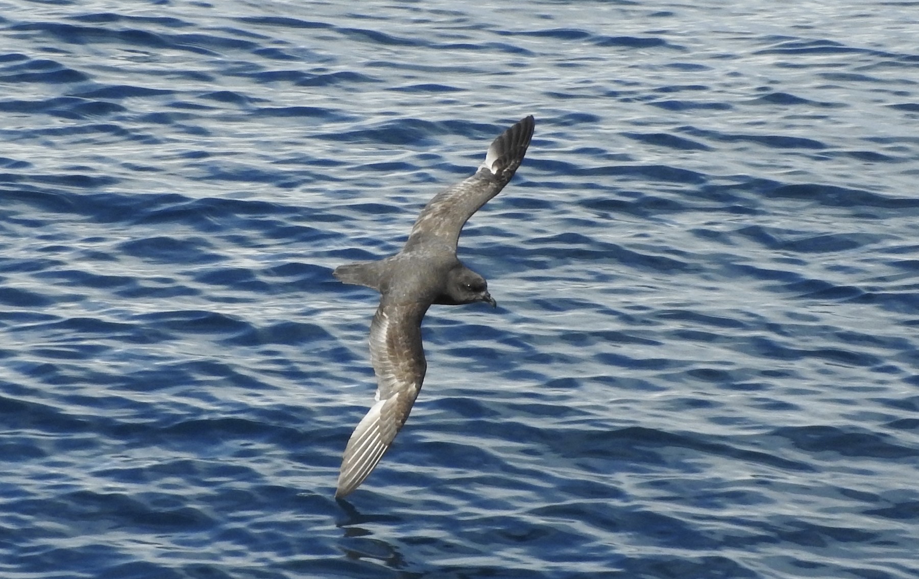 Great-winged/Grey-faced Petrel - eBird