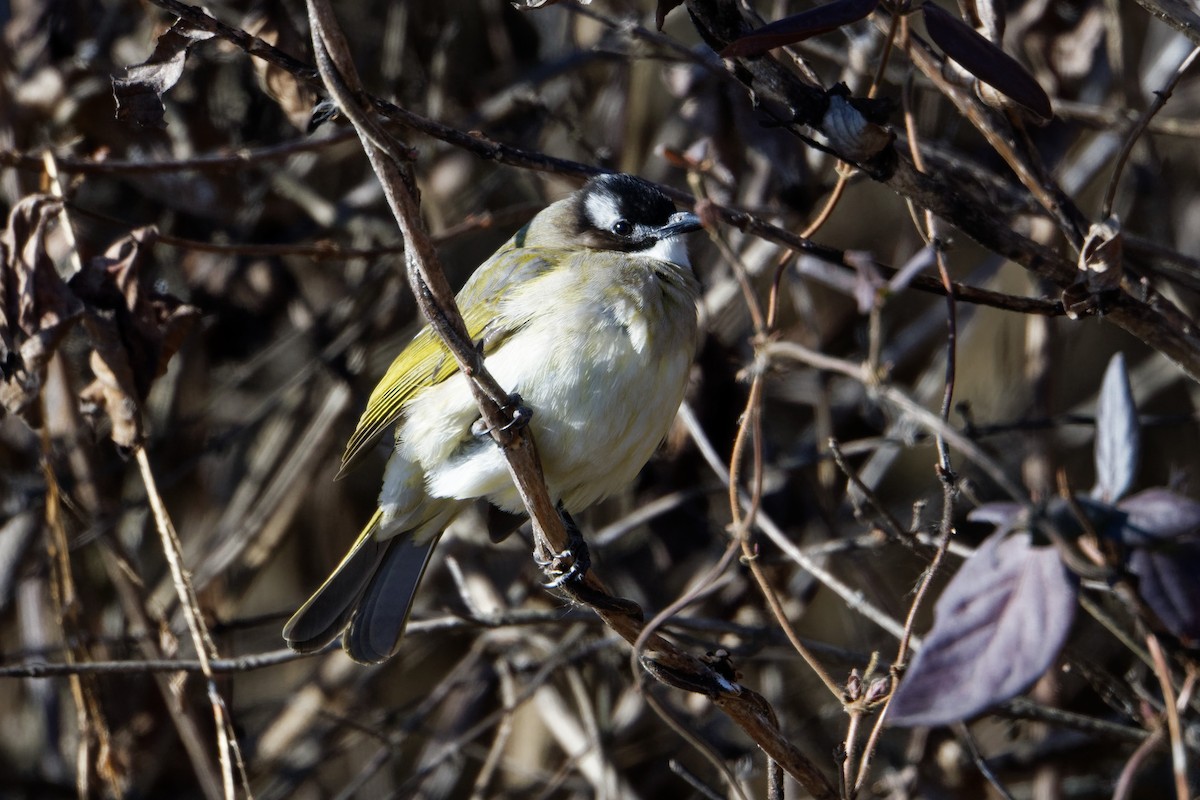 Light-vented Bulbul - Pycnonotus sinensis - Media Search - Macaulay ...