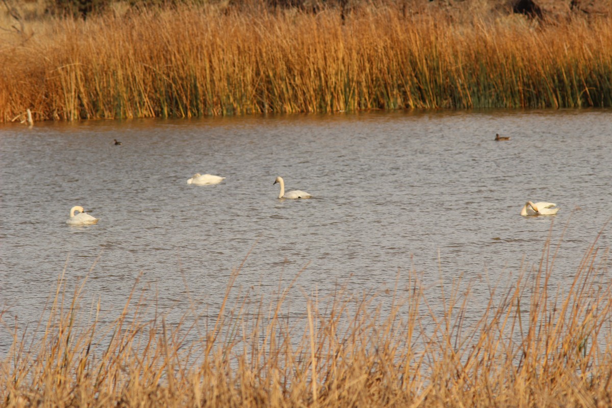 eBird Checklist - 15 Nov 2016 - Salt Lake - 7 species