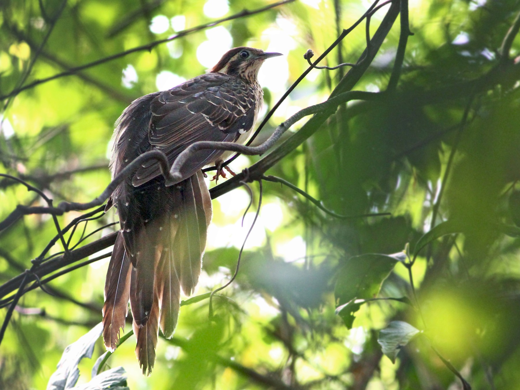 Pheasant Cuckoo - eBird