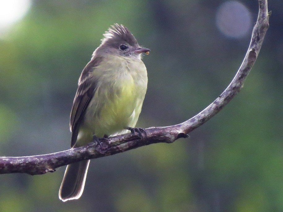 Yellow-bellied Elaenia - Elaenia flavogaster - Birds of the World