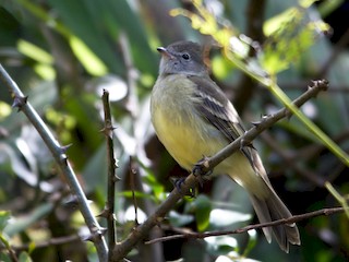 Mosquero Elenia Copetón - eBird