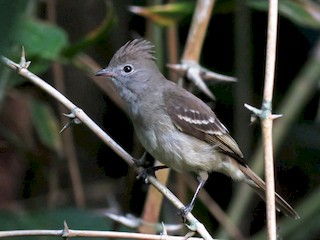 Yellow Bellied Elaenia Elaenia Flavogaster / Elaenia Copetona