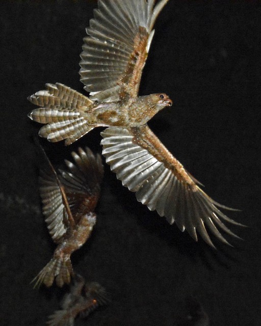 Photos - Oilbird - Steatornis caripensis - Birds of the World